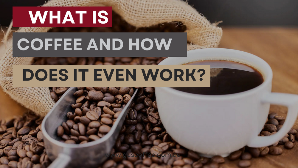 Fun Facts – Gus' Coffee